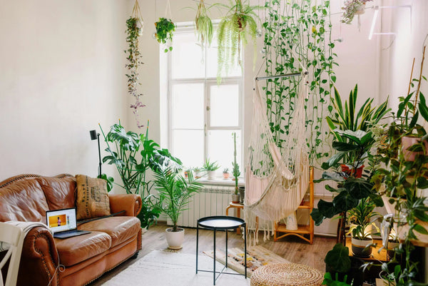 More Than Just Green: Elevating Your Home's Aesthetic with Houseplants - Soltech