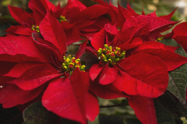 Poinsettia Care: How to Keep Your Holiday Blooms Vibrant - Soltech