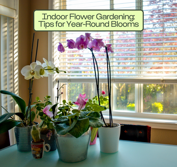 How to Grow Flowers Indoors: Tips, Pros & Cons, and the Best Lighting - Soltech