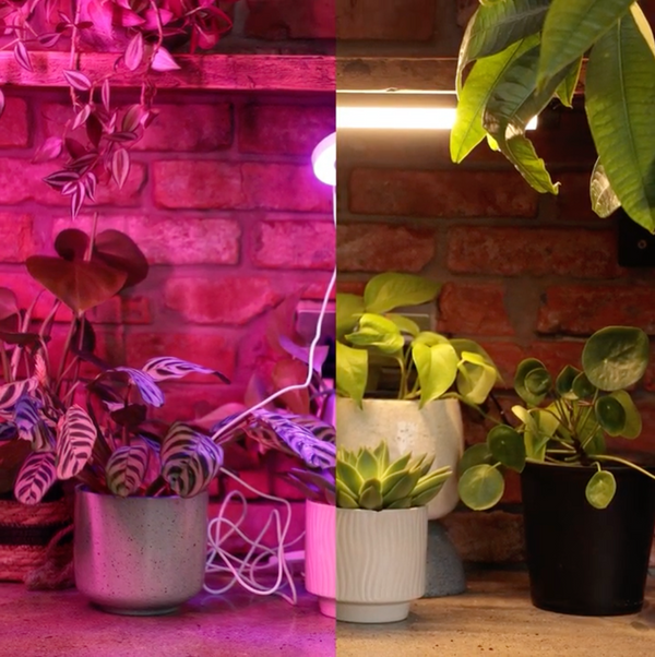 Why Are Some Grow Lights Purple, Pink, or Blue? - Soltech