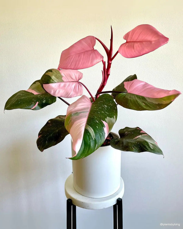 From Rare Find to Everyday Icon: The Real Story of the Pink Princess P - Soltech