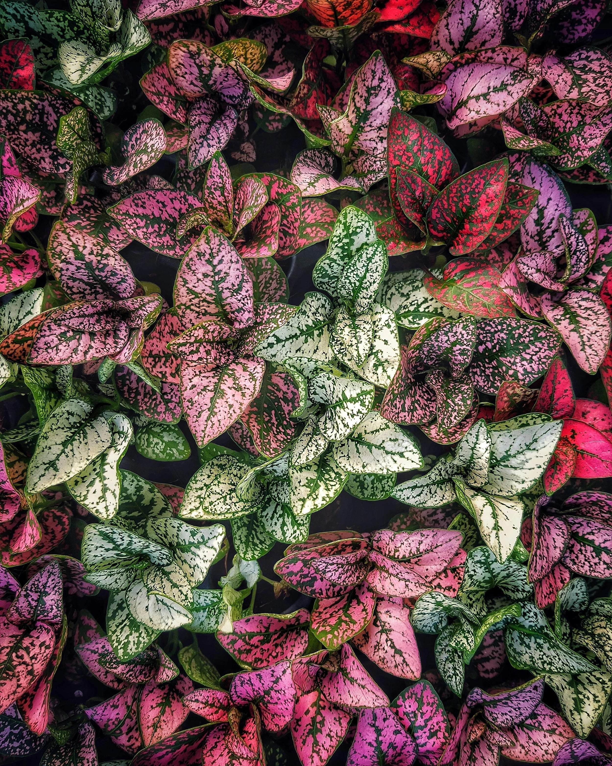 8 Stunning Houseplants with Colorful Foliage: Add Vibrancy to Your Hom ...