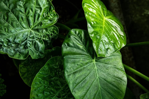 The Essential Guide to Caring for Elephant Ear Plants - Soltech