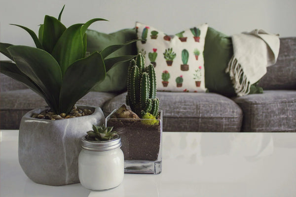 Breathe Easier: Your Ultimate Guide to Air-Purifying Houseplants - Soltech