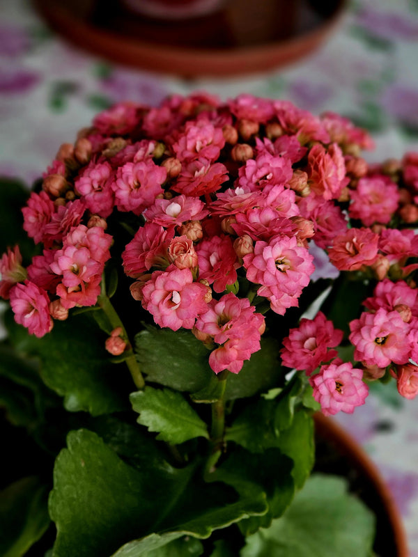 Kalanchoe Plant Care: A Complete Guide to Thriving Succulent Blooms ...