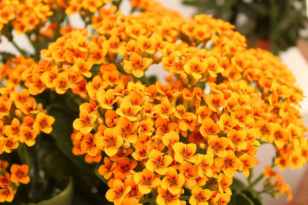 Ultimate Kalanchoe Plant Care Guide: How to Keep Your Succulent Thrivi ...