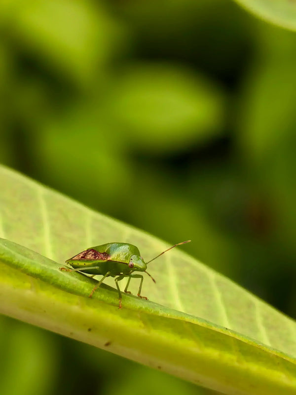 The Ultimate Guide to Keeping Pests Off Your Houseplants: An Essential ...
