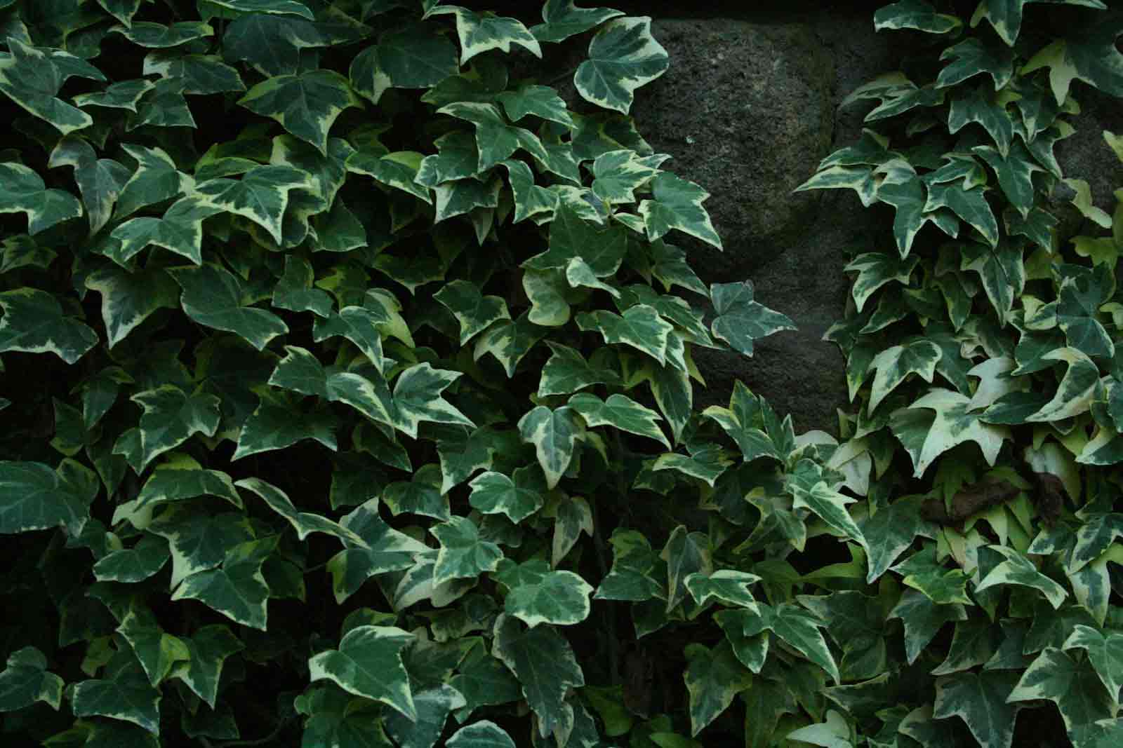 Ultimate Ivy Growing Guide - 2021 - Soltech