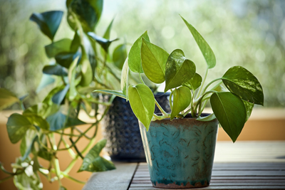 The Ultimate Guide to Pothos Plants: Care Tips & The Best Varieties fo ...