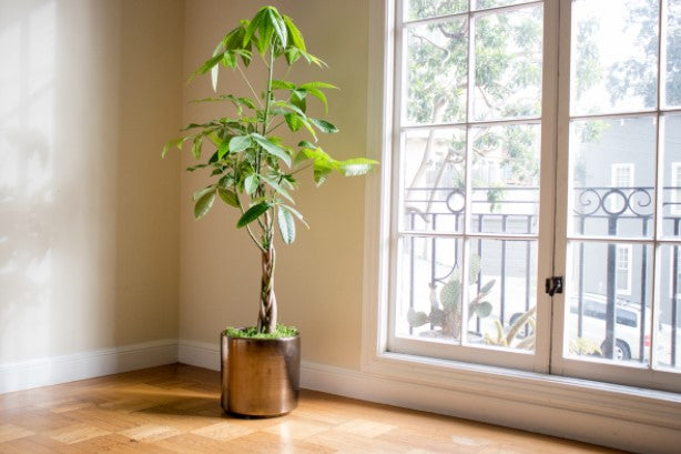 Money Tree Growing Guide - Soltech