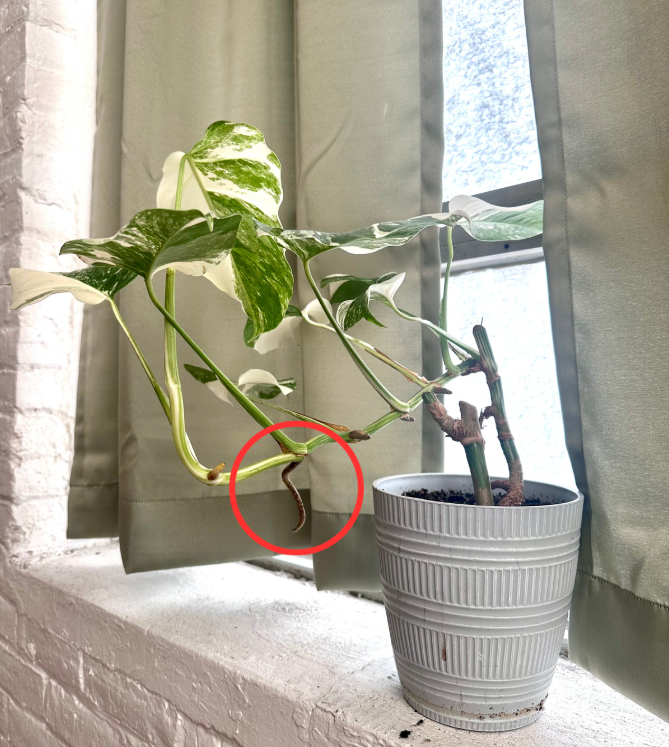 What Are Aerial Roots (a.k.a. Air Roots), and What Do They Do? - Soltech