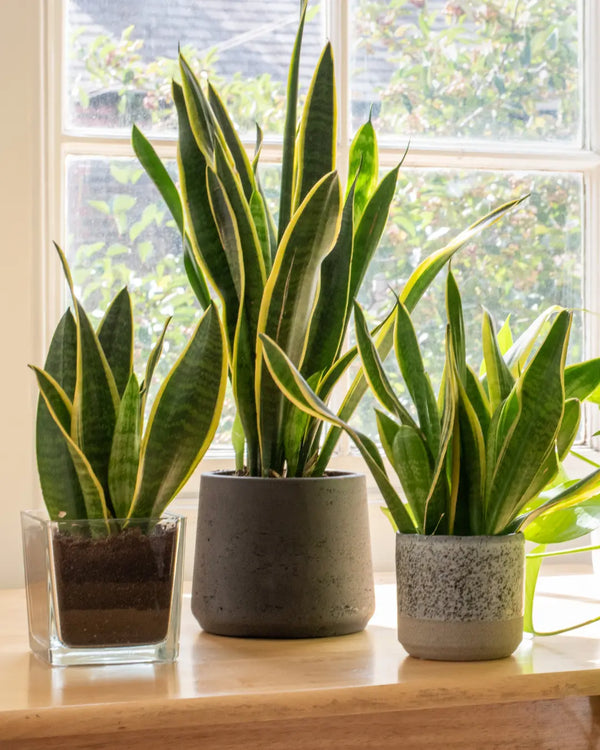 The Best Hardy Houseplants for Busy People: Low-Maintenance Greenery T ...