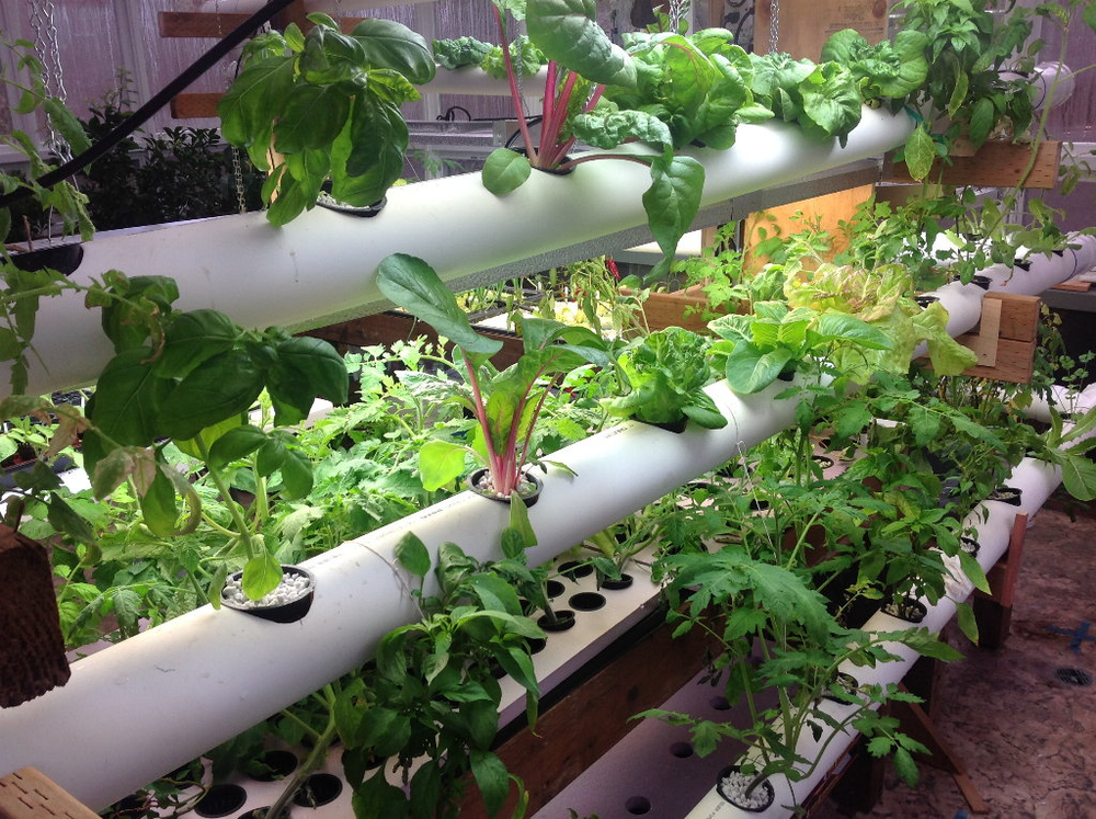 What Are The Best Hydroponic Drip Systems? - Soltech