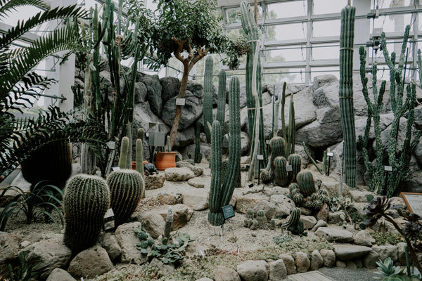 Bringing the Desert Indoors: A Guide to Popular Desert Houseplants ...