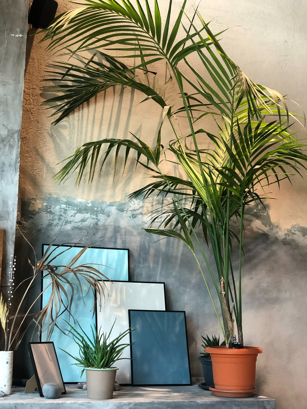 10 Tall Indoor Plants To Add Drama To Your Space - Soltech