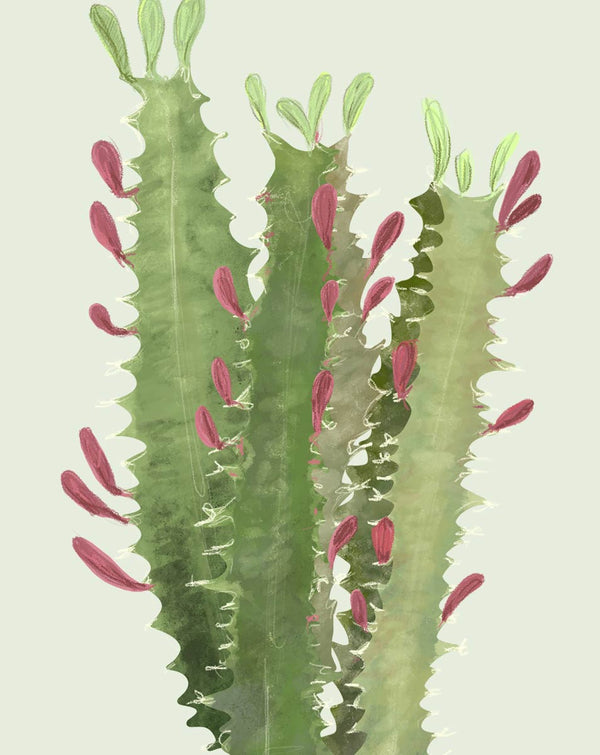 African Milk Tree Care - How to Grow Euphorbia trigona 'Rubra' - Soltech