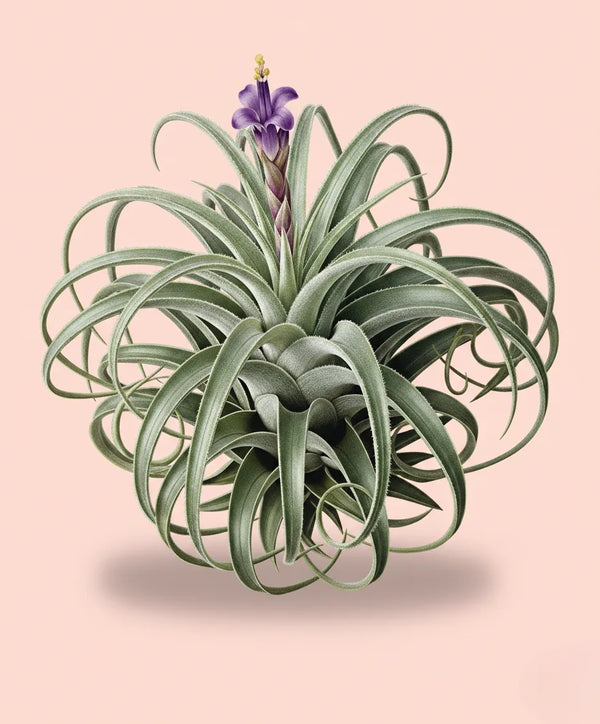 Air Plant Care - How to Grow Tillandsia - Soltech