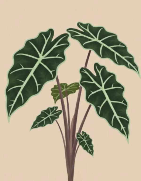 Alocasia Jacklyn Plant Care - How to Grow: Alocasia tandurusa - Soltech