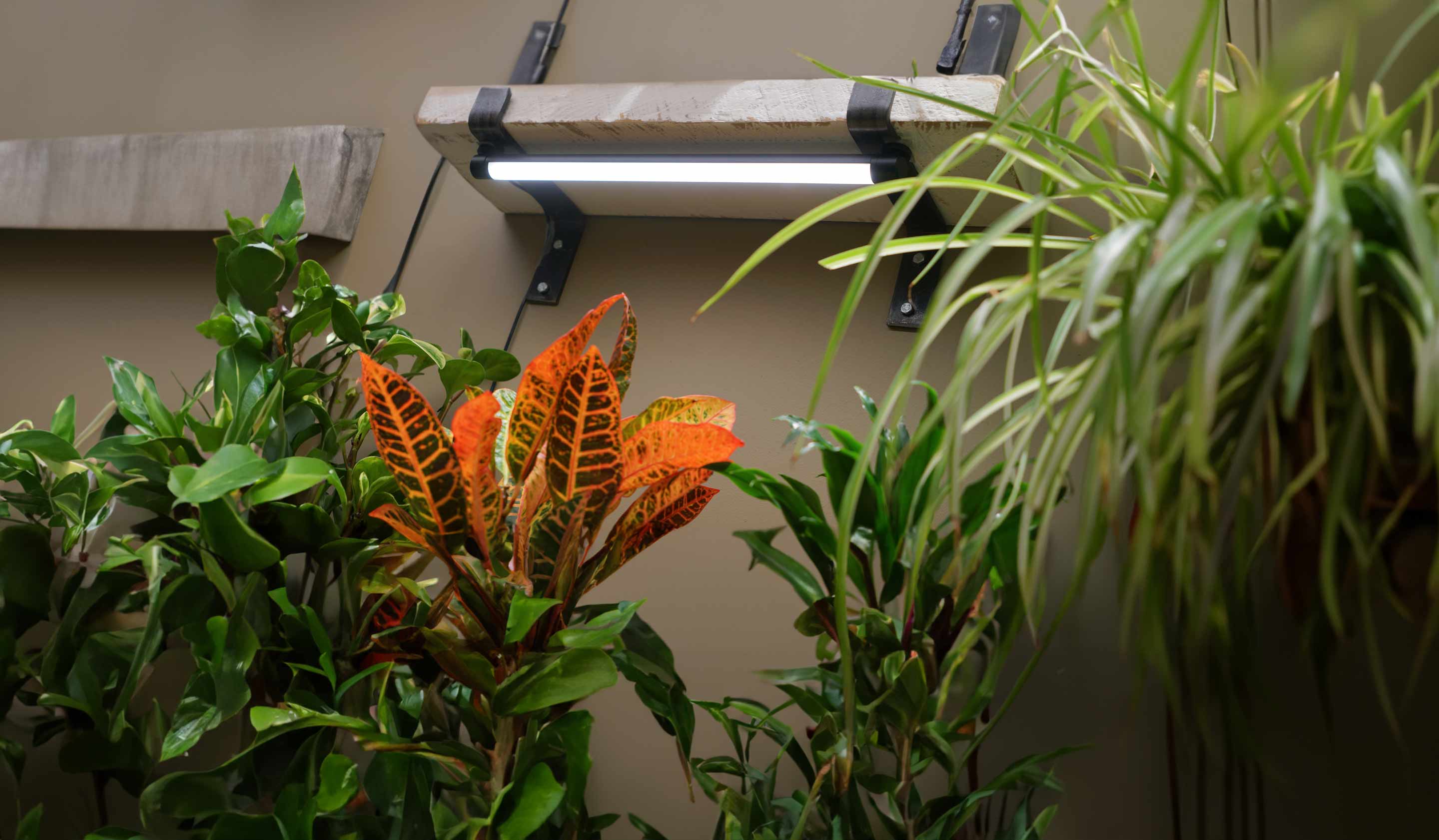 Indoor Plant Lighting For Home and Commercial Decor - Soltech