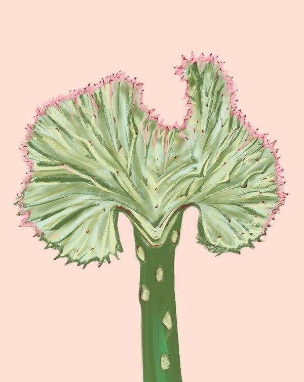 Coral Cactus Plant Care - How to Grow Euphorbia lactea 'Cristata' - Soltech