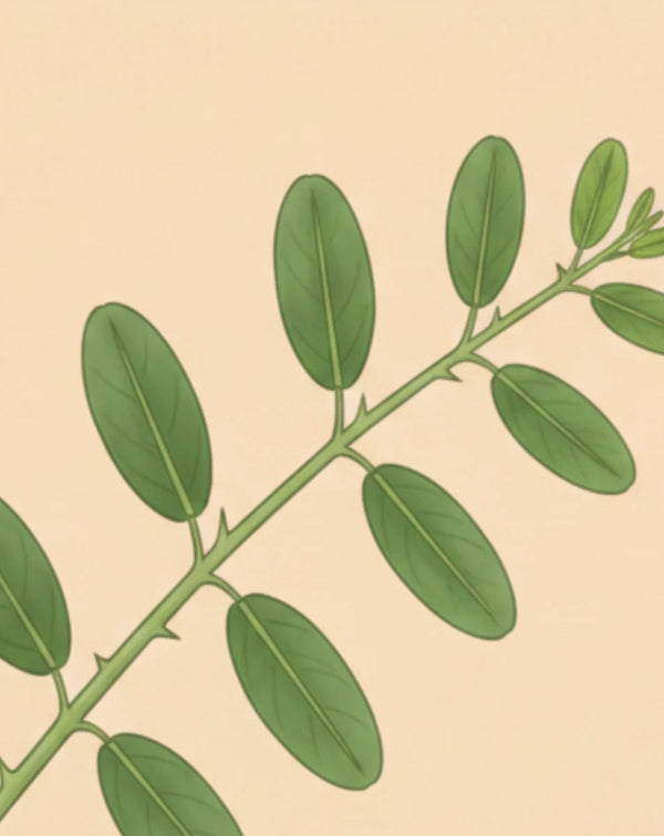 Dancing Plant Plant Care - How to Grow Codariocalyx Motorius - Soltech