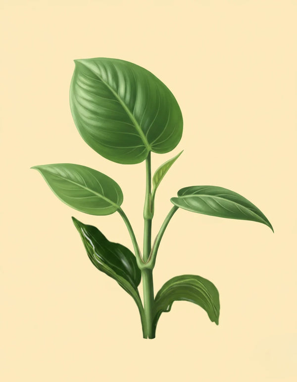 Dancing Plant Plant Care - How to Grow Codariocalyx Motorius - Soltech