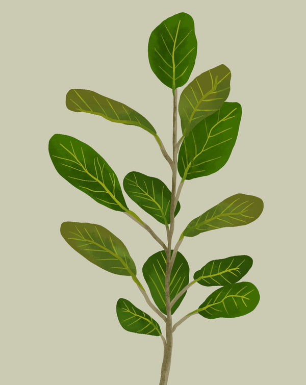 Ficus Audrey Plant Care - How to Grow Ficus benghalensis - Soltech