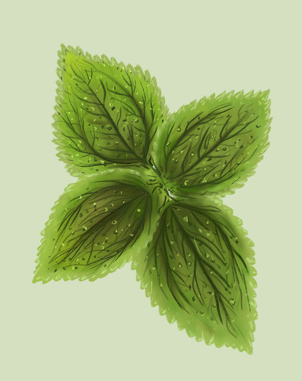 Friendship Plant Care - How to Grow Pilea involucrata - Soltech