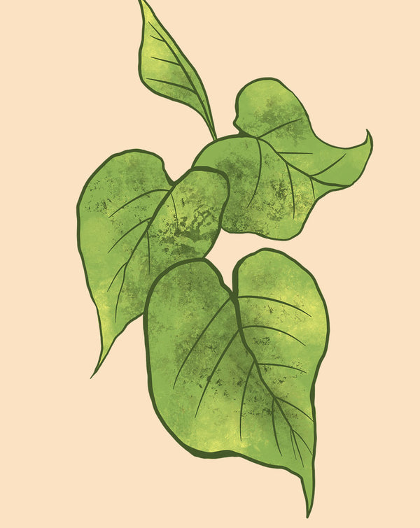 Golden Pothos Plant Care - How to Grow Epipremnum aureum - Soltech