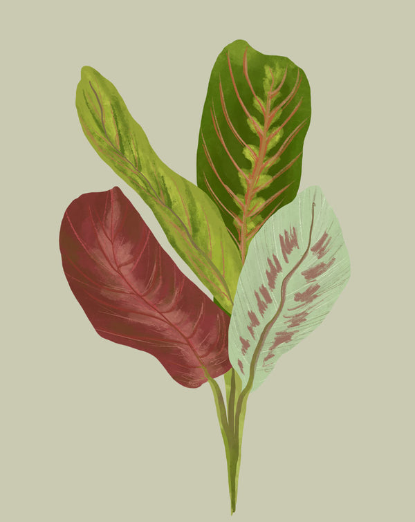 Maranta Plant Care - How to Grow Maranta leuconeura - Soltech