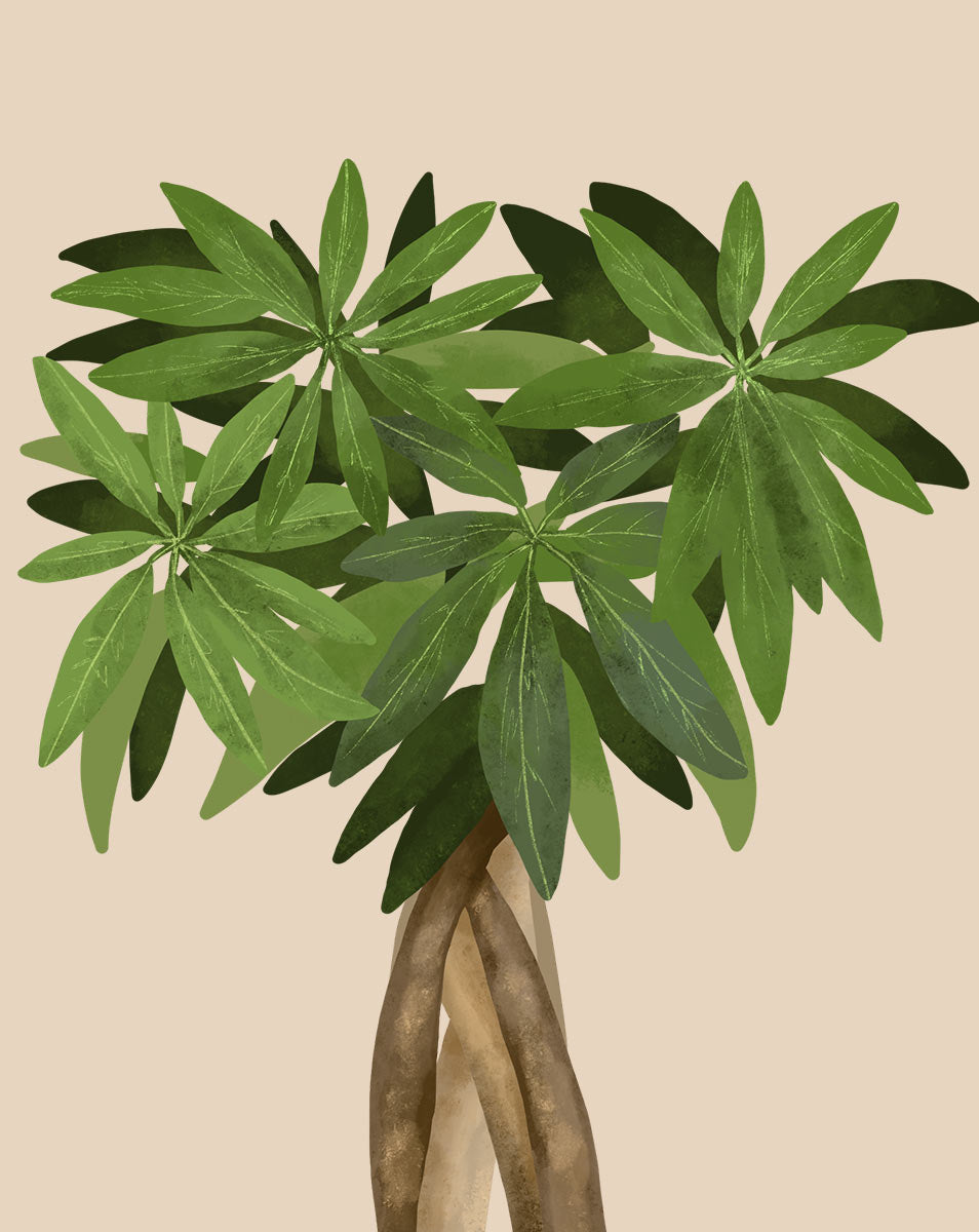 Money Tree Plant Care - How to Grow Pachira aquatica - Soltech