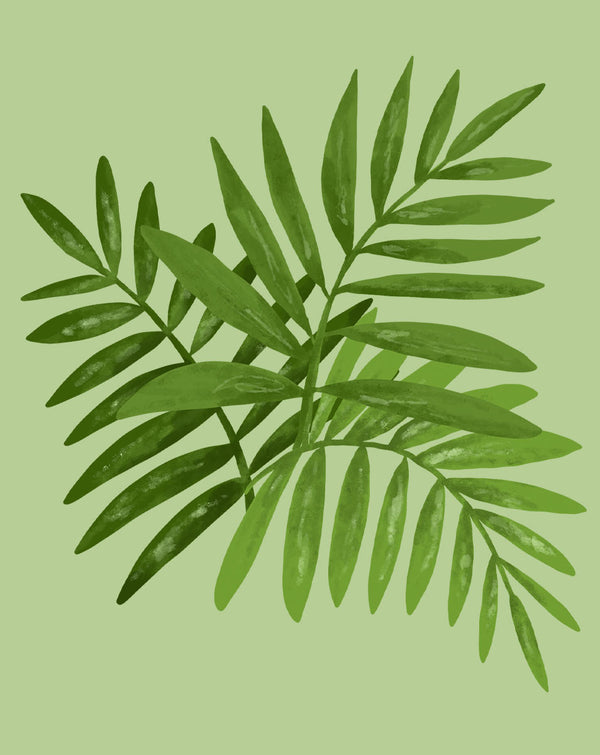 Parlor Palm Plant Care - How to Grow Chamaedorea elegans - Soltech