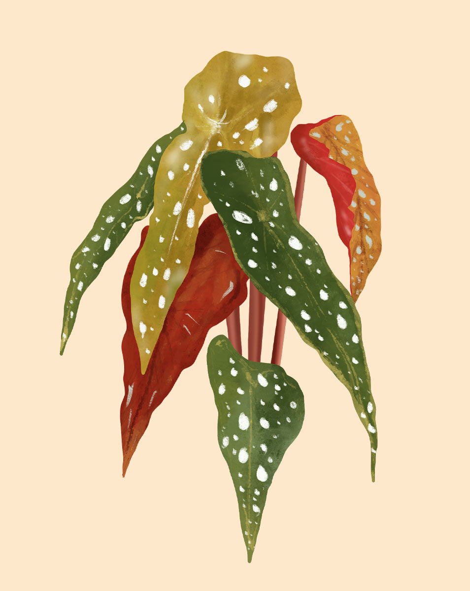 Begonia Planting Plan Diagrams 130+ Begonia Cartoon Stock