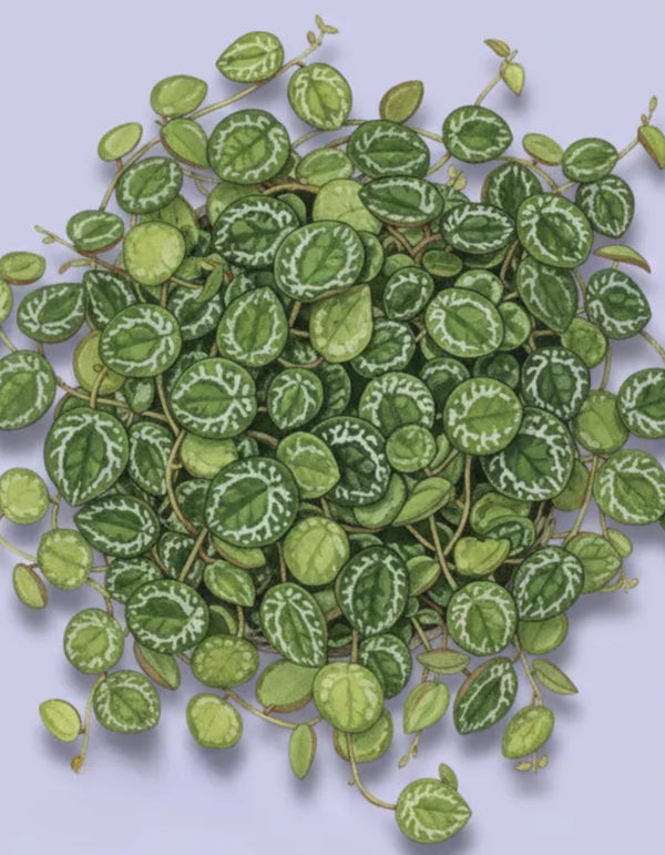 String of Turtles Plant Care - How to Grow Peperomia Prostrata - Soltech